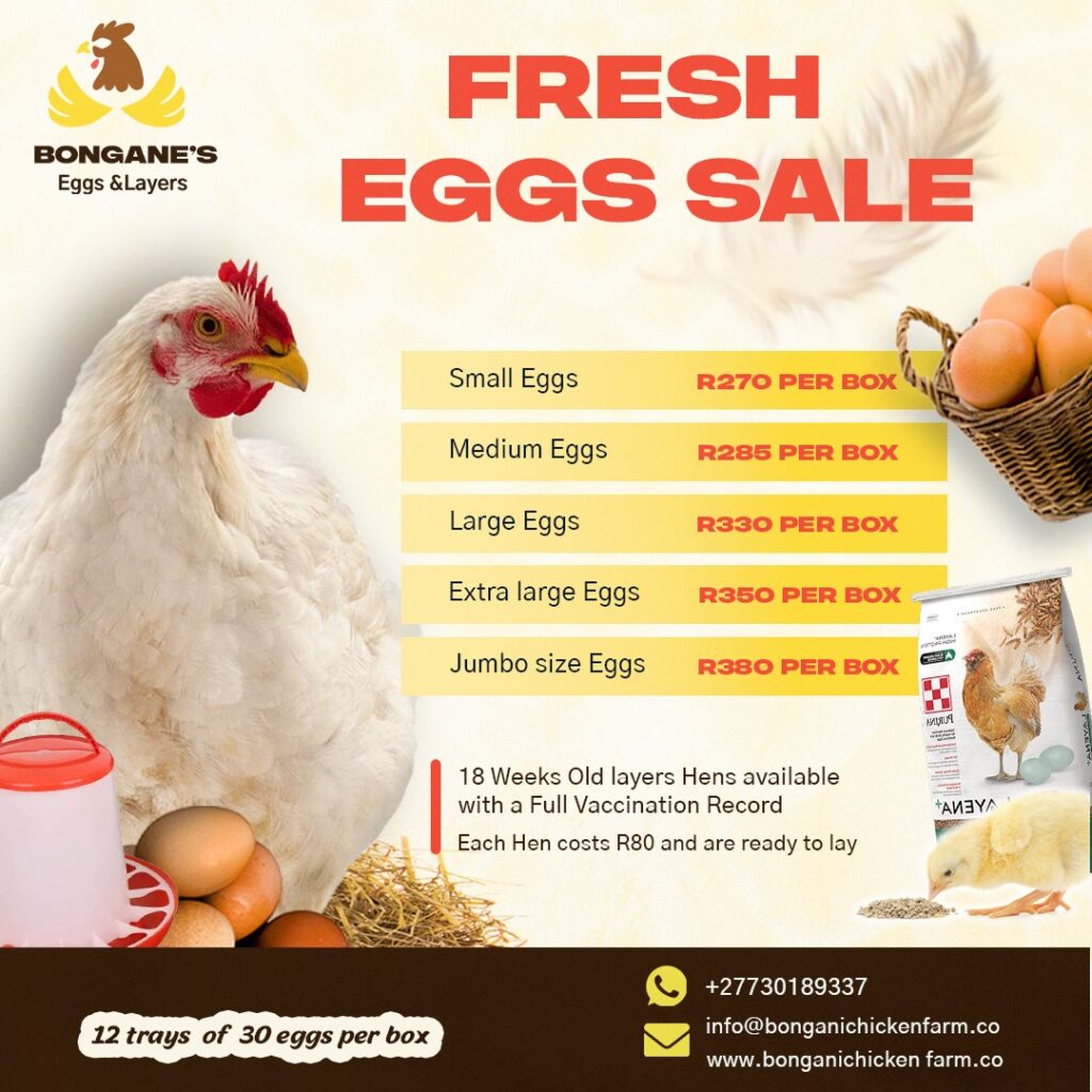 About us – BONGS EGGS